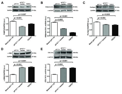 Representative Bands Of Western Blot Analysis And The Relative