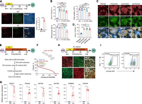 Chemically Defined And Growth Factor Free System For Highly Efficient Endoderm Induction Of