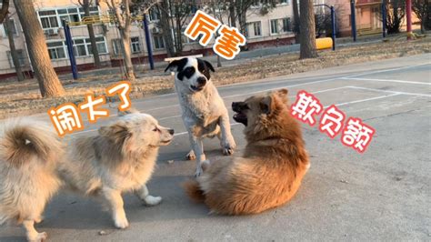 暖心小土狗遭到围攻，是打架还是闹着玩，铲屎官都看懵了 Youtube