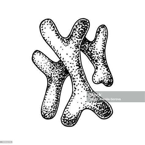 손으로 그린 프로바이오틱 비피도박테리움 박테리아 인간의 건강과 소화 조절에 좋은 미생물 스케치 스타일의 벡터 그림 0명에 대한 스톡 벡터 아트 및 기타 이미지 Istock
