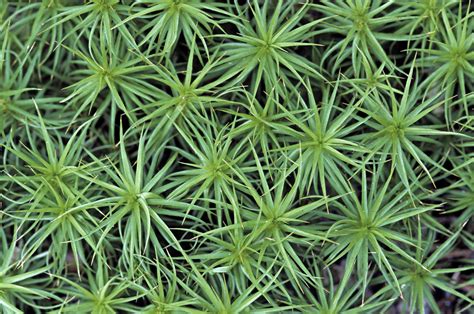 Gametophyte Structure And Sporophyte Generation