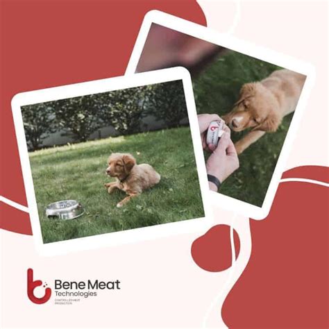 Pythag Tech On Linkedin Bene Meat Technologies Unveils “cutting Edge” Cell Bank Seeks Fda…