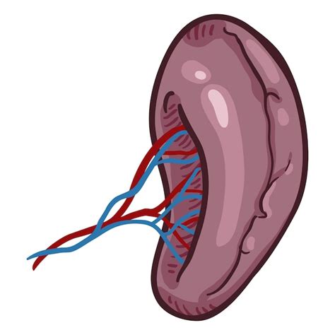 벡터 만화 인간의 비장 해부학 기관 그림 프리미엄 벡터