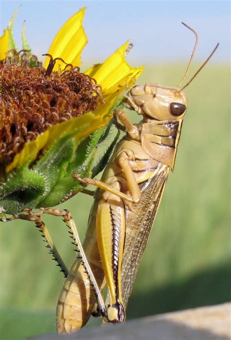 Raised By Wolves Macro Monday Prairie Grasshopper