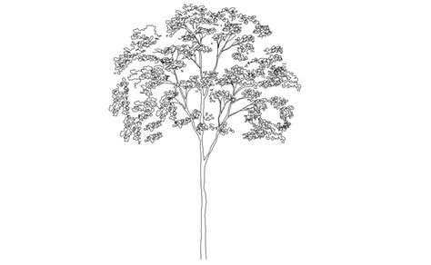 Simple Tree Front Elevation D Block Details Dwg File Cadbull Images