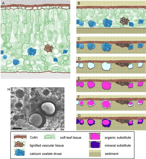 Model Of The Fossilization Processes That Lead To The Formation Of Download Scientific Diagram