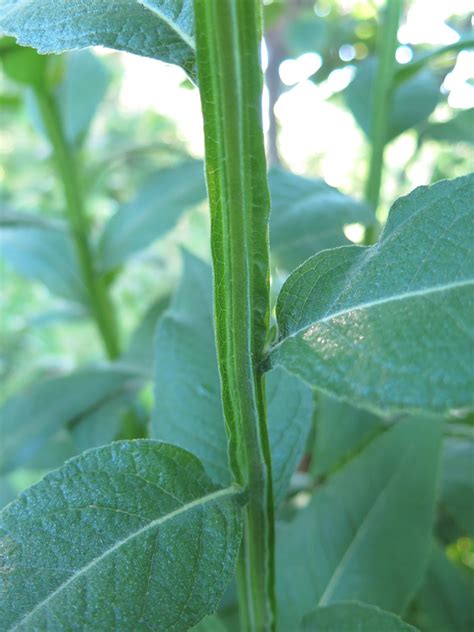 Wingstem Yellow Hamilton Native Outpost