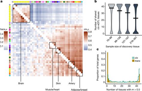 Patterns Of Tissue Sharing Of Eqtl Effects A Similarity Spearmans ρ Download Scientific