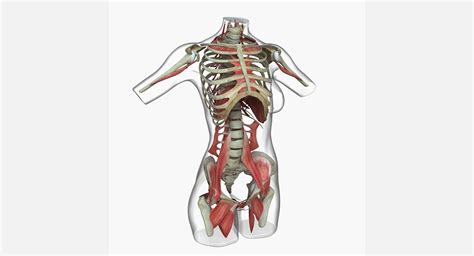 Female Human Anatomy Diagram