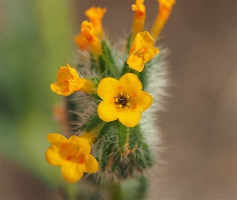 Plantfiles Pictures Amsinckia Species Common Fiddleneck Amsinckia