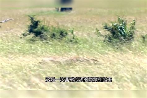 强悍母狮狩猎角马，战术高明秒结束战斗，角马无力反抗只能认命角马结束战斗战术
