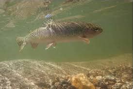 Detect And Classify Object Detection Object Detection Dataset And Pre Trained Model By Fish