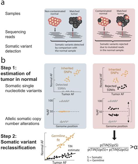 Schematic Of Mutation Calling Using A Pure Normal And A Download