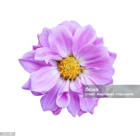 밝은 보라색 달리아 꽃 꽃 꽃 상단보기 흰색 배경에 고립 클리핑 경로 0명에 대한 스톡 사진 및 기타 이미지 0명 가을 계절 Istock