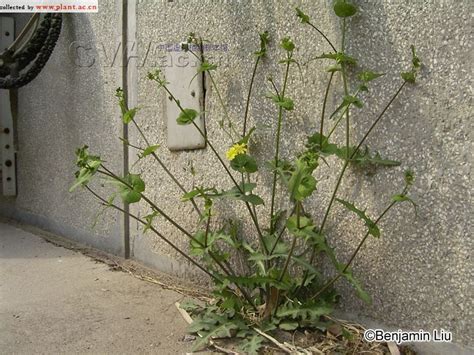 抱茎小苦荬Ixeridium sonchifolium Maxim Shih 植物图片库 植物通