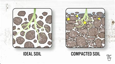 Compacted Soil Solutions Gardening Australia
