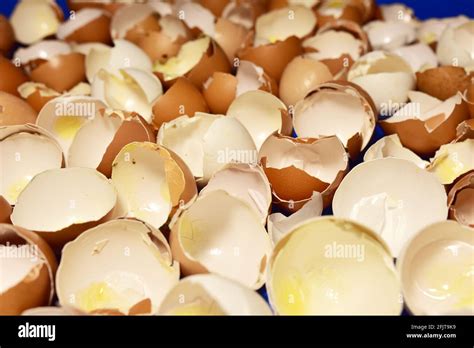Broken Egg Shel Background Chicken Cracked Eggs Eggshell Concept