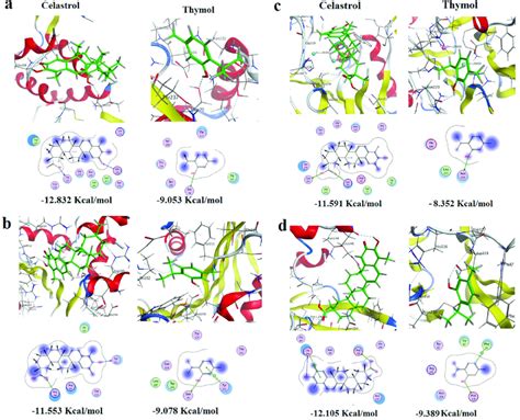 The Putative Binding Modes 2d And 3d Of Celastrol And Thymol And Their Download Scientific