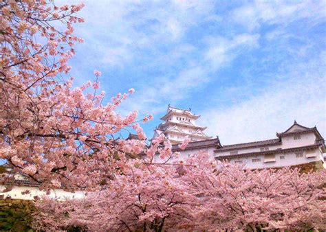 Discover The 100 Best Places To See Cherry Blossoms In Japan Live Japan Travel Guide