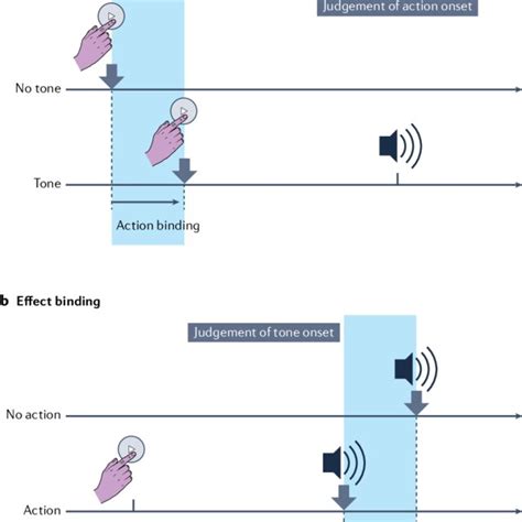 Measuring The Intentional Binding Effect Participants Press A Key At