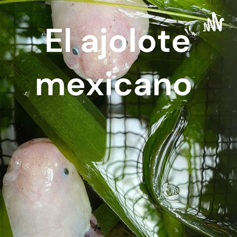El Ajolote Mexicano El Ajolote Mexicano Podcast Listen Notes