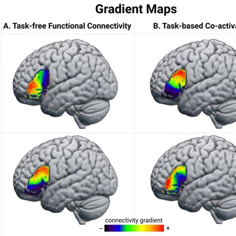 the first two gradient maps extracted from the a task free fc