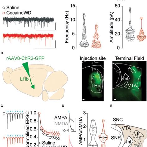 Projection Patterns Of Vp Vglut2 Neurons A Schematic Representation