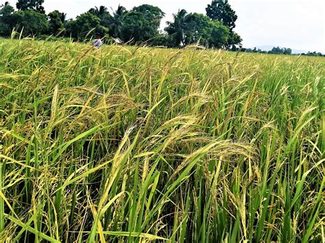 කෘෂිකර්ම දෙපාර්තමේන්තුව කුඹුරේ වල් පැල ගැන නම් අහල තියෙනවා වල් වී ගැන අහල තියෙනවද