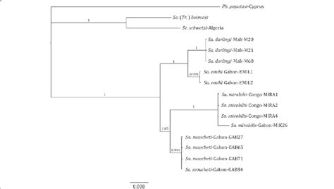 bayesian tree resulting from the phylogenetic analysis of the