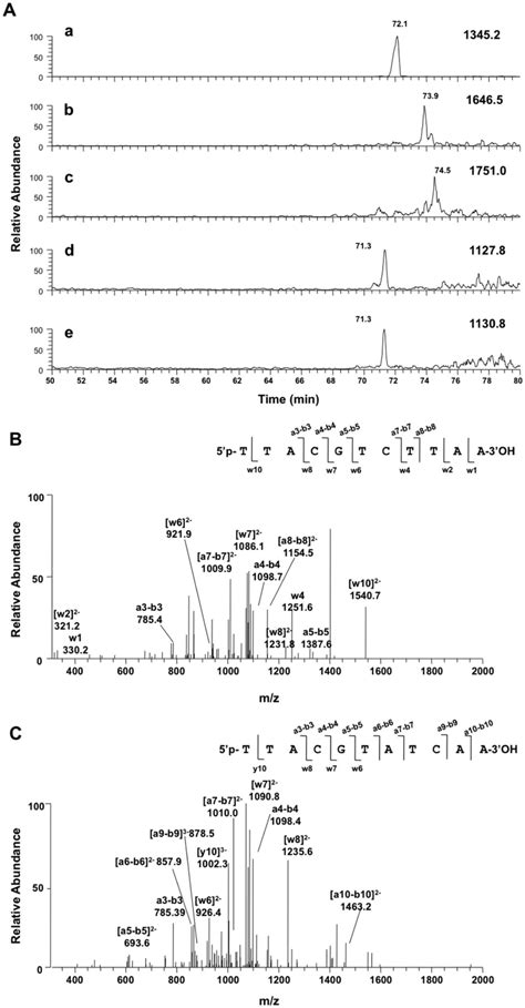 Lc Ms Analysis Of Pol η Catalyzed Primer Extension With An Download Scientific Diagram