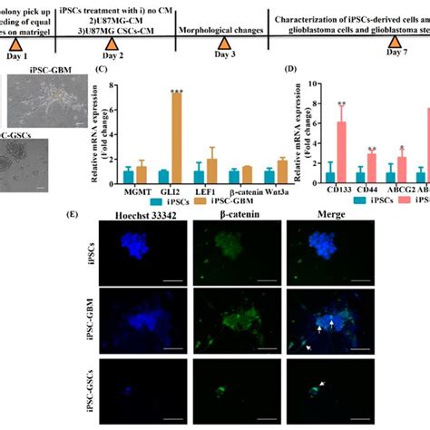 Generation Of Ipsc Derived Glioblastoma Cells Ipsc Gbm Glioblastoma