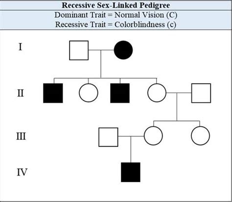 Keep In Mind This Is A Sex Linkedtrait Therefore You Must Use The Sex Chromosomes Male XY