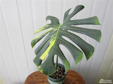 몬스테라 델리시오사 옐로우 바리에가타델리 옐몬a6085 동일품배송무료배송 관엽식물공기정화식물 심폴