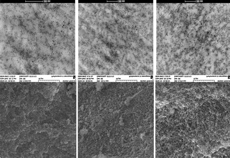 Scanning Electron Micrographs Capital Letters And Transmission Download Scientific Diagram