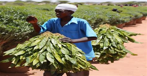 The Dangers Facing Somalia Voices Of Somalia