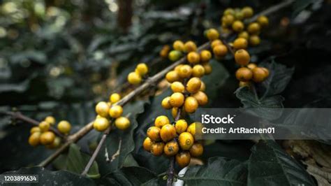 정원에서 노란색 체리 커피 콩 과 자연 어두운 커피 나무 잎 과일에 대한 스톡 사진 및 기타 이미지 과일 날것 녹색 Istock