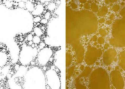 The Fractal Dimension Measured With The Help Of The Box Counting Of The Download Scientific