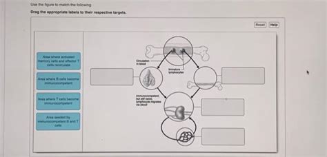 Solved Use The Figure To Match The Following Drag The Chegg