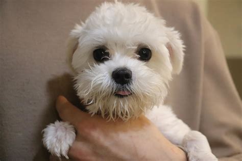 인천 2020 0176 말티즈 순둥이 책임분양 강아지무료분양 고양이무료분양 도그마루 보호소 유기견 강아지입양 유기견입양 고양이입양 유기견무료분양 유기묘보호소