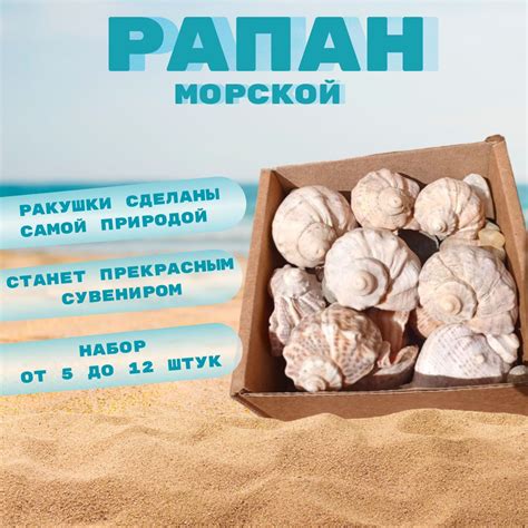 Морские ракушки Рапан для аквариума и декора купить с доставкой по выгодным ценам в интернет