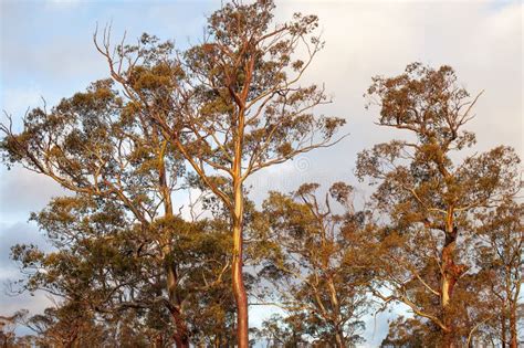 Large Eucalypt Trees Tasmania Stock Image Image Of Tree Botanical
