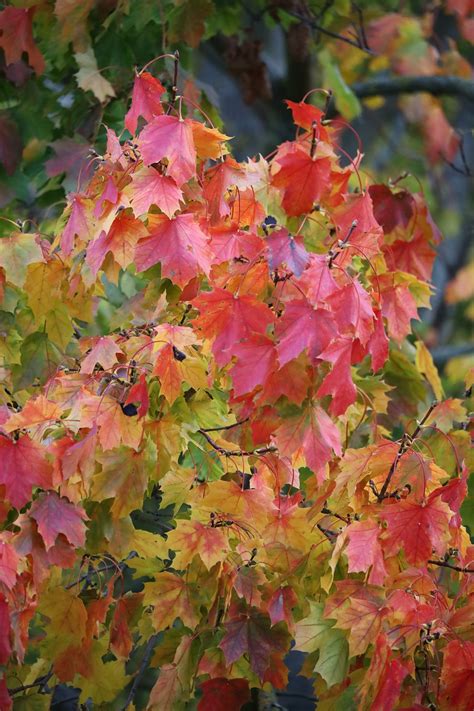 가을 단풍 잎 시어와 노란 Pixabay의 무료 사진 Pixabay