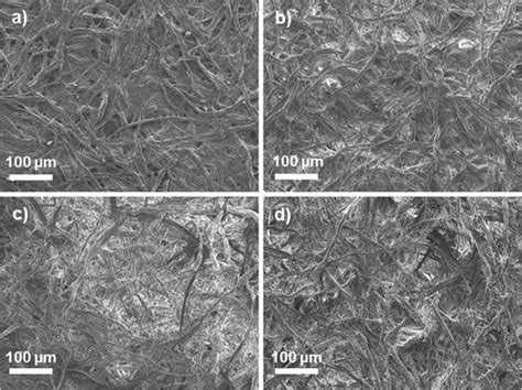 SEM Images Of A Cell B Cell Ts C Cell Ed And D Cell Sperm Download Scientific Diagram