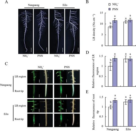 Lateral Root Lr Development And No Accumulation In The Tip And Lr Download Scientific Diagram