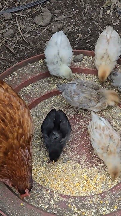 삼칠일 지난 아가들이 이만치 자랐어요 엄마따라 고고고 병아리 Youtube