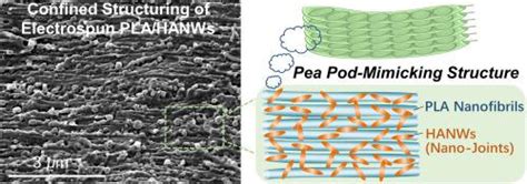 具有类骨强度的仿豌豆荚羟基磷灰石纳米晶须增强聚乳酸复合材料 International Journal Of Biological Macromolecules X Mol