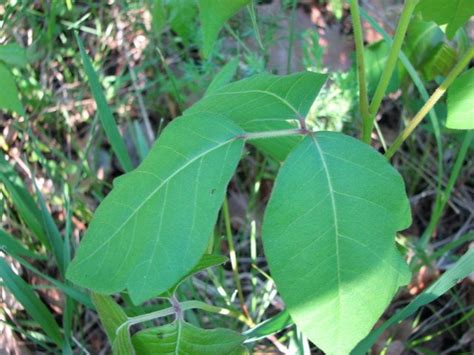 Plant Id Guidepoison Ivy Toxicodendron Radicans Kansas Native Plants