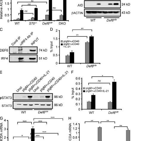 Swap 70 Regulates Irf4 Function During Il 21 Induced Plasma Cell