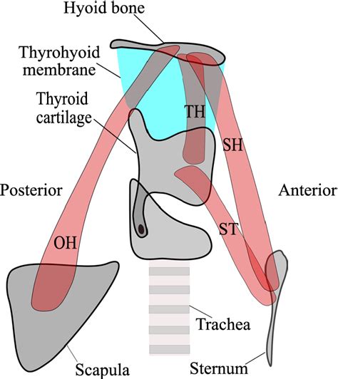 Color Online Lateral Schematic View Of The Infrahyoid Muscles Download Scientific Diagram