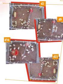 DETECTING BROILER CHICKENS AT DIFFERENT AGES